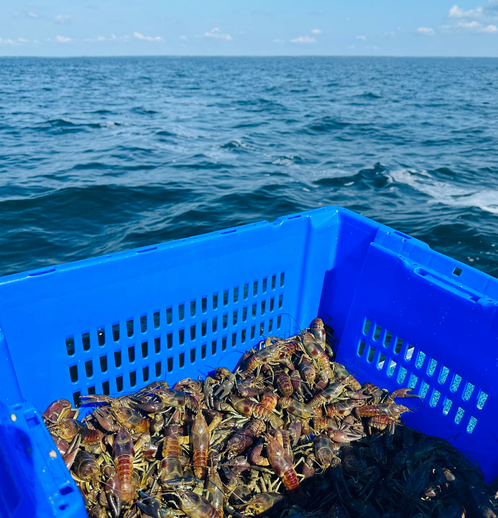 10 lbs Live Crayfish | Wild Caught | Clean & Sorted LARGE/XL | Ready t ...