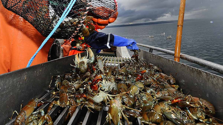 Wild trapped crayfish from Minnesota, year round – Northern Crayfish ...