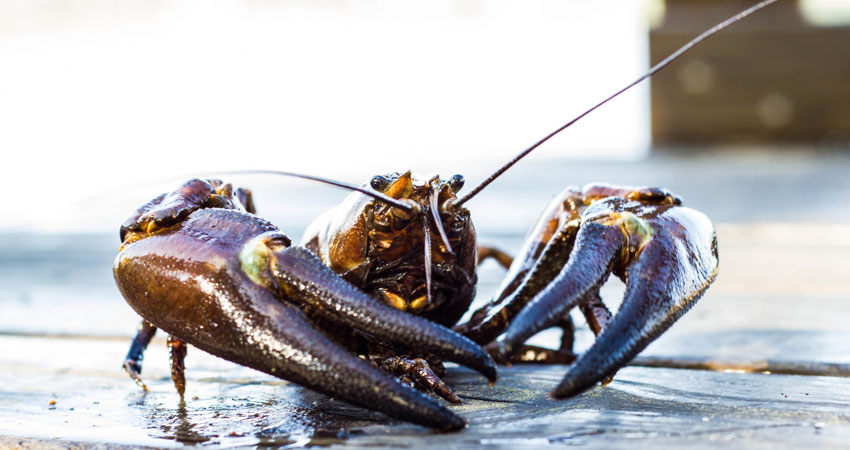 Wild trapped crayfish from Minnesota, year round – Northern Crayfish ...